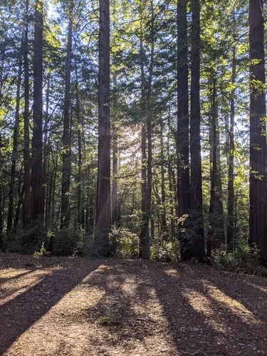 10 Best Hikes and Trails in Purisima Creek Redwoods Open Space Preserve ...