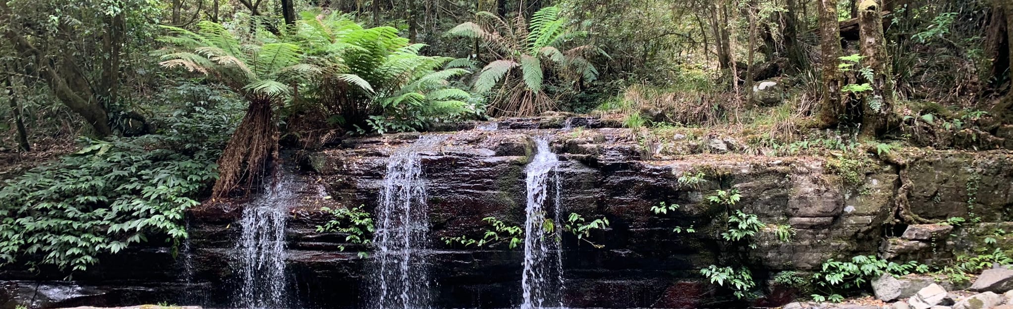 Blue Gum Loop and Rocky Crossing Track, New South Wales, Australia - 68 Reviews, Map | AllTrails