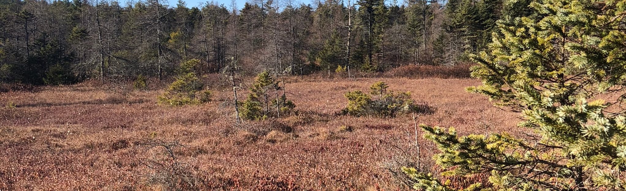 Philbrick-Cricenti Bog: 74 Reviews, Map - New Hampshire | AllTrails