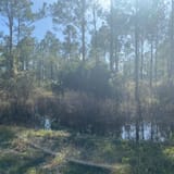 Green Swamp Wilderness Preserve Loop, Florida - 58 Reviews, Map | AllTrails
