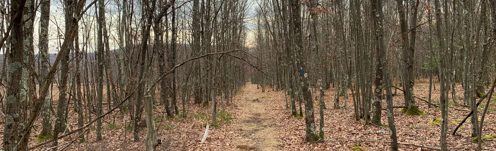 Meshach Browning Blue, Green, and Red Trail Looop, Maryland - 43 ...