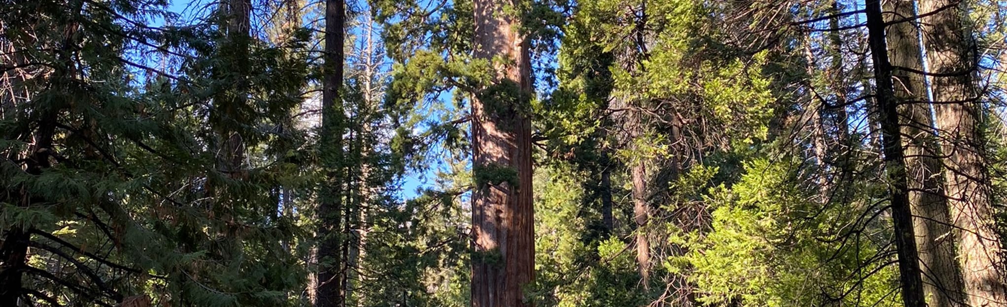 Bull Buck Loop, California - 23 Reviews, Map | AllTrails