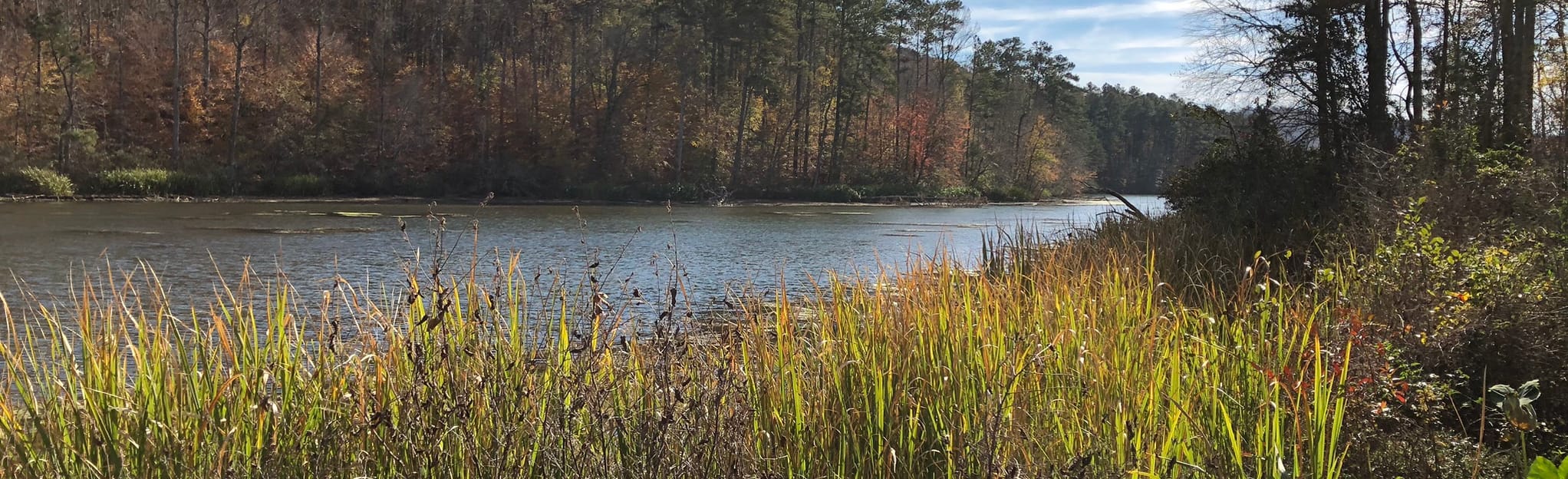 Honeycomb Trail, Alabama - 135 Reviews, Map | AllTrails