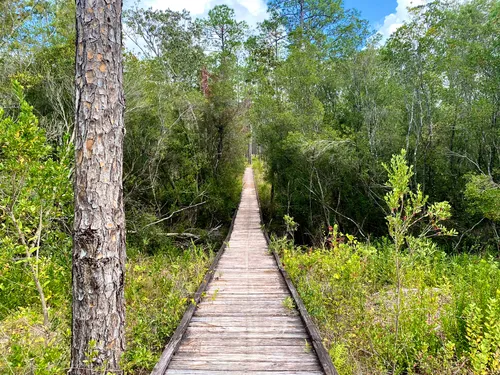 Best Hikes and Trails in Pine Log State Forest | AllTrails