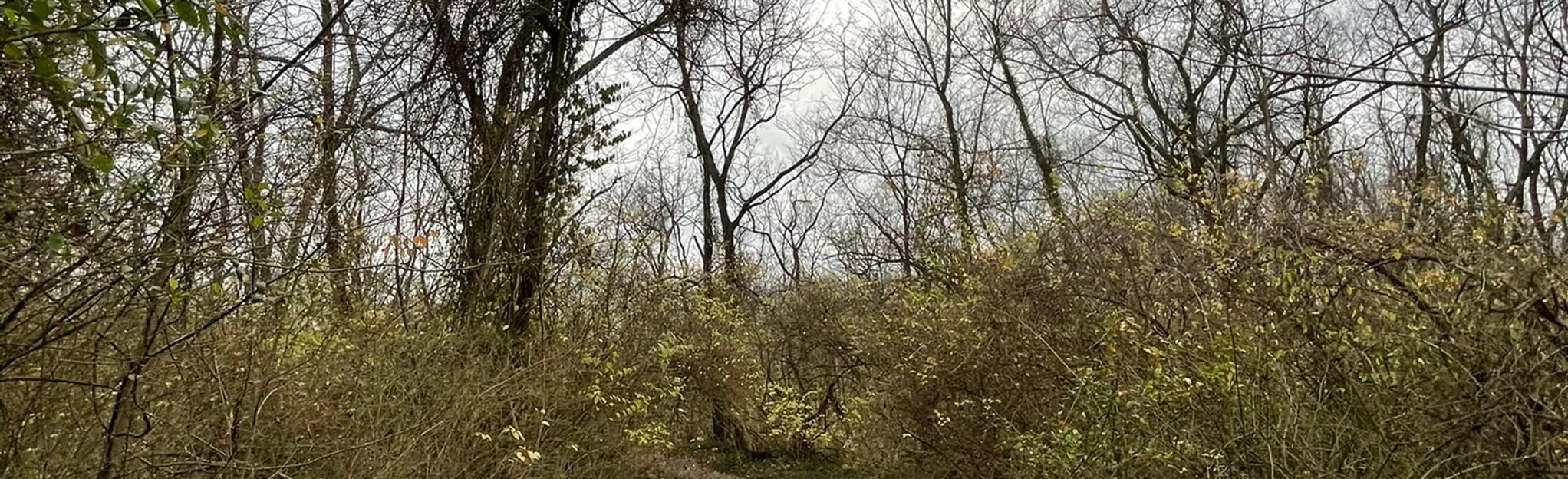 French Park Short Loop, Ohio - 292 Reviews, Map | AllTrails