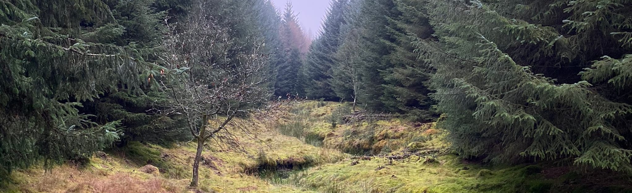 The Stang Forest Circular, North Yorkshire, England - 35 Reviews, Map ...