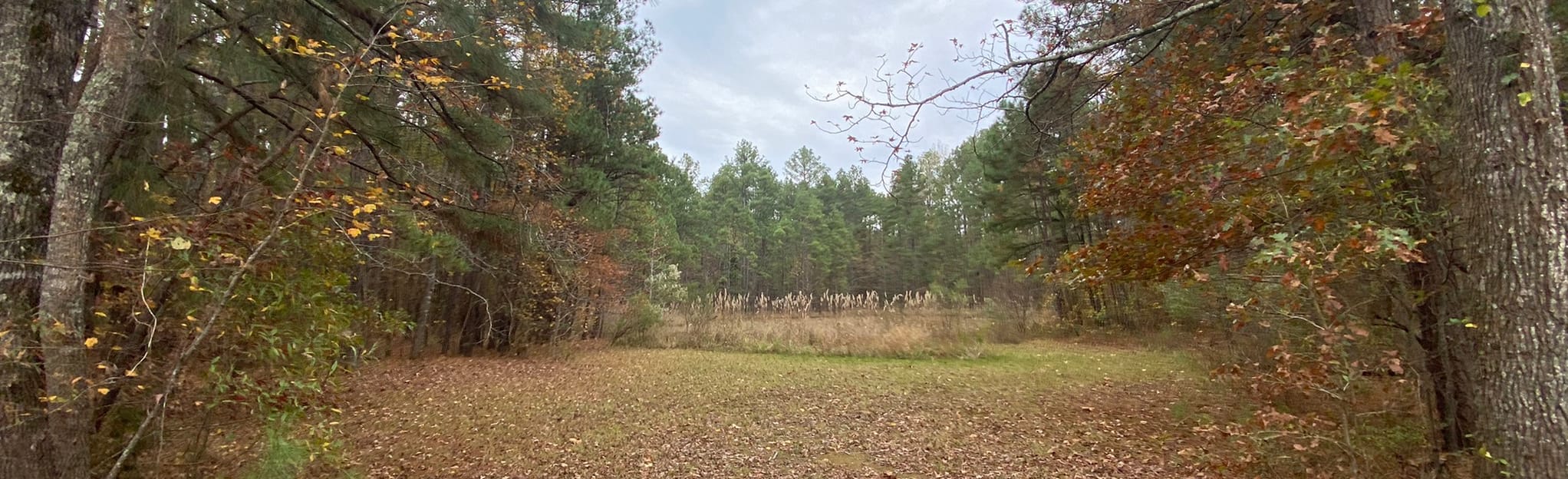 Bodcau Trail, Louisiana - 128 Reviews, Map | AllTrails