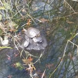 Congers Lake Trail and Boardwalk [PRIVATE PROPERTY], New York - 290 ...