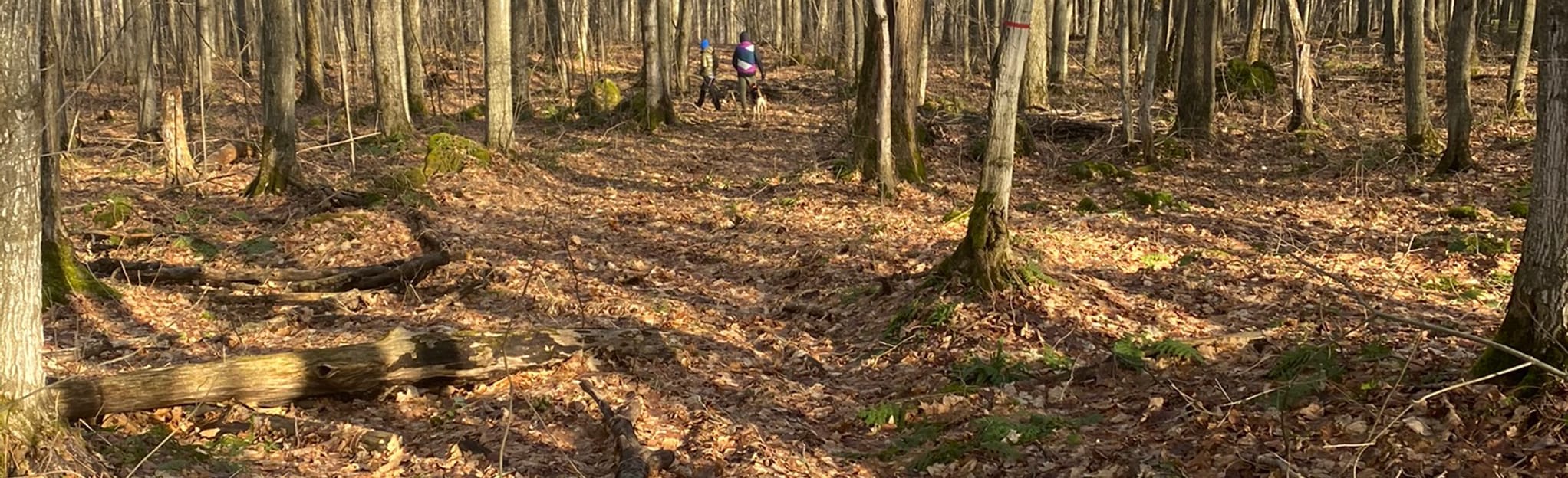Osprey Line to Pretty River Valley, Ontario, Canada - 20 Reviews, Map ...