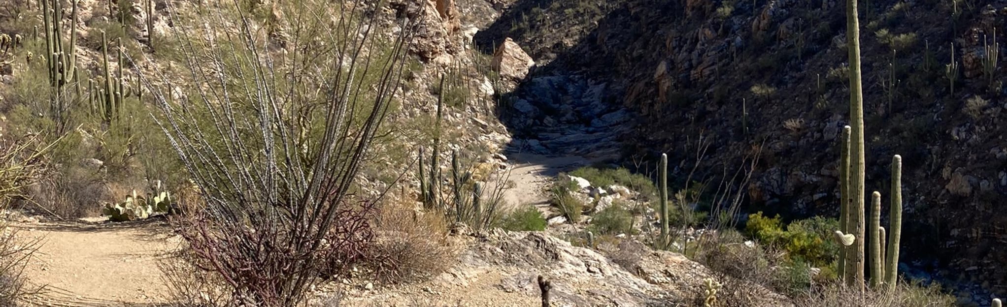 Tanque Verde Peak and Rincon Peak: 10 Reviews, Map - Arizona | AllTrails