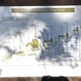 Pygmy Forest Discovery Trail, California - 116 Reviews, Map | AllTrails