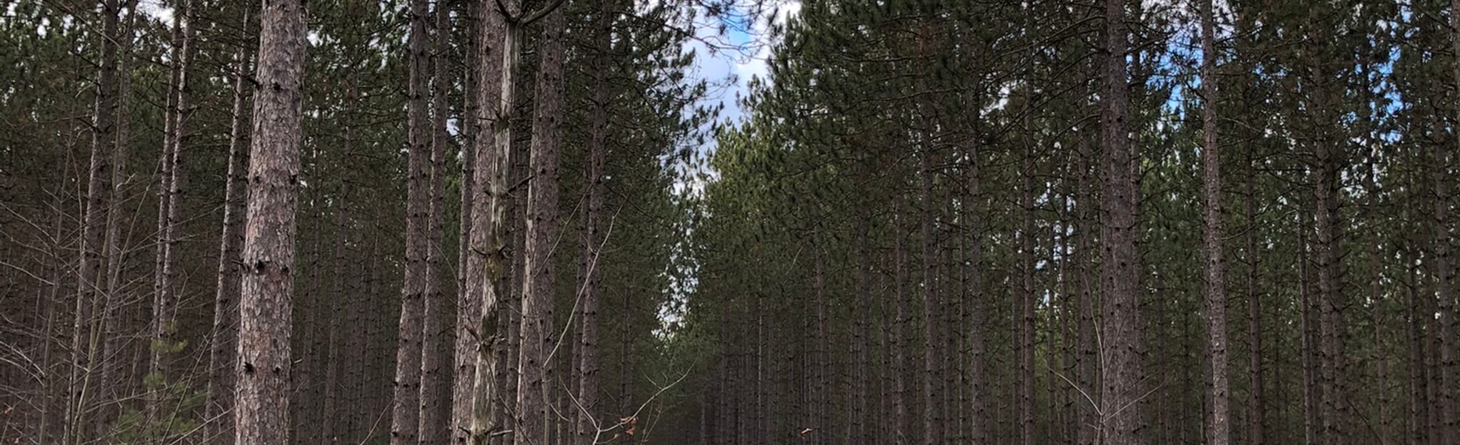 Ganaraska Watering Hole Trail: 8 foto's - Ontario, Canada | AllTrails