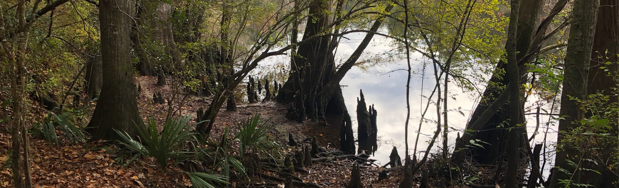 Edisto River, South Carolina - 8 Reviews, Map | AllTrails