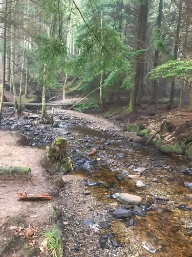 2023 Best Forest Trails in Lacka | AllTrails
