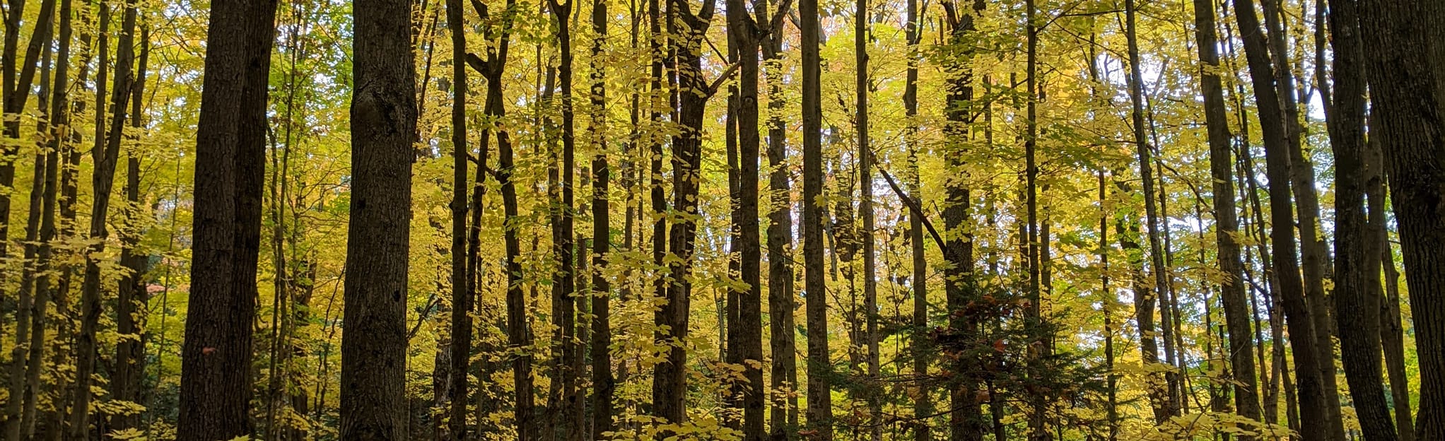 Credit River Overlook: 46 Reviews, Map - Ontario, Canada | AllTrails