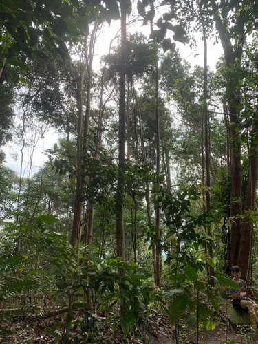 10 Best Hikes and Trails in Hutan Lipur Soga Perdana | AllTrails