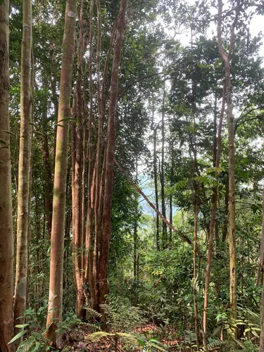 2023 Best Forest Trails in Hutan Lipur Soga Perdana | AllTrails