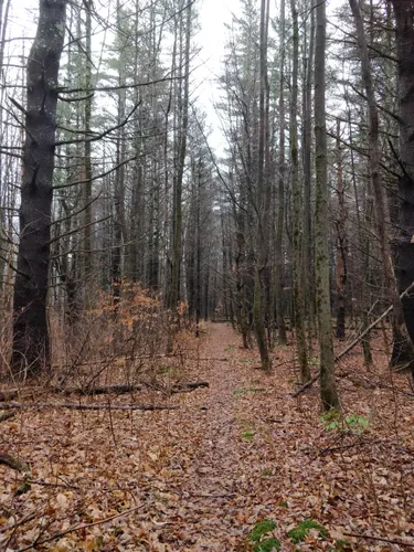 Best Hikes and Trails in Manchester | AllTrails