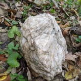 Windolph Landing Preserve Trail, Pennsylvania - 95 Reviews, Map | AllTrails