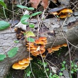 Windolph Landing Preserve Trail, Pennsylvania - 95 Reviews, Map | AllTrails