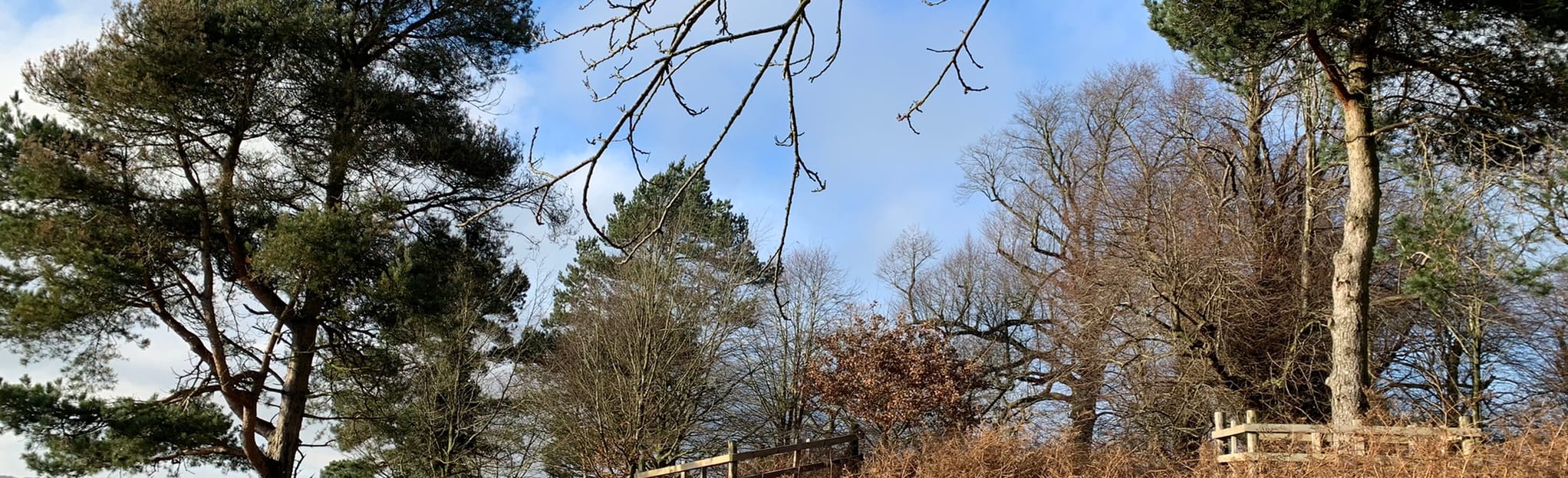 Bradgate Park and Swithland Wood Circular: 15 Reviews, Map - Leicestershire, England | AllTrails