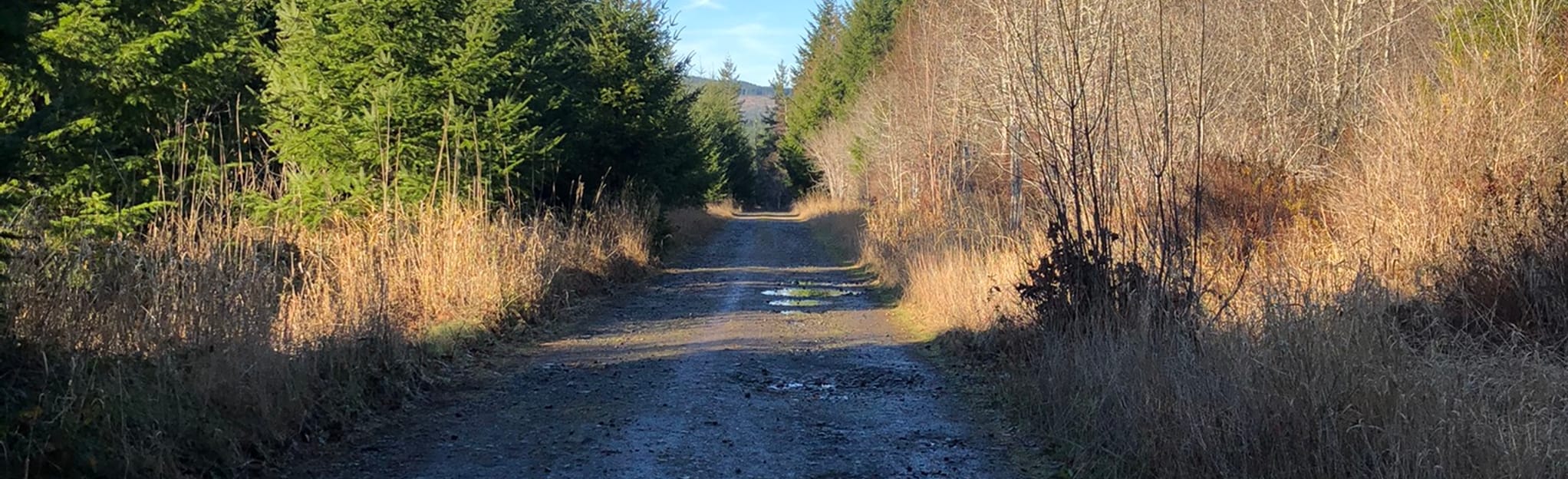 Kennedy Falls Trail , Washington - 779 Reviews, Map | AllTrails