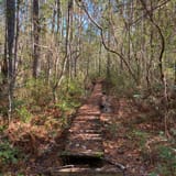 Neusiok Trail, North Carolina - 92 Reviews, Map | AllTrails