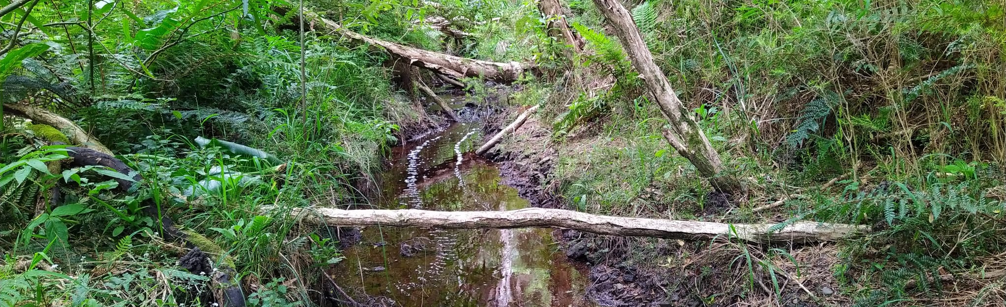 Walkerville Lime Kilns: 12 Reviews, Map - Victoria, Australia | AllTrails