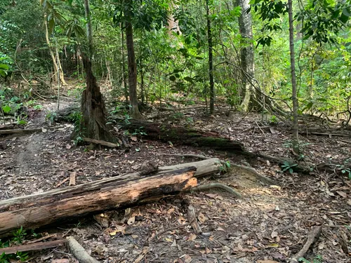 10 Best Waterfall Trails in Kulai | AllTrails