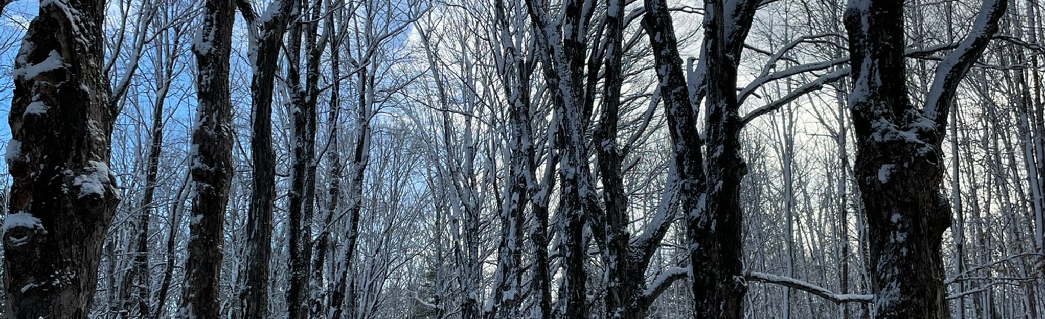 Preservation Park at Poland Spring: 30 Reviews, Map - Maine | AllTrails