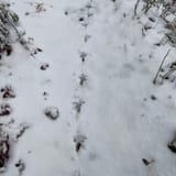 Rattlesnake Ridge Trail, Tennessee - 153 Reviews, Map | AllTrails