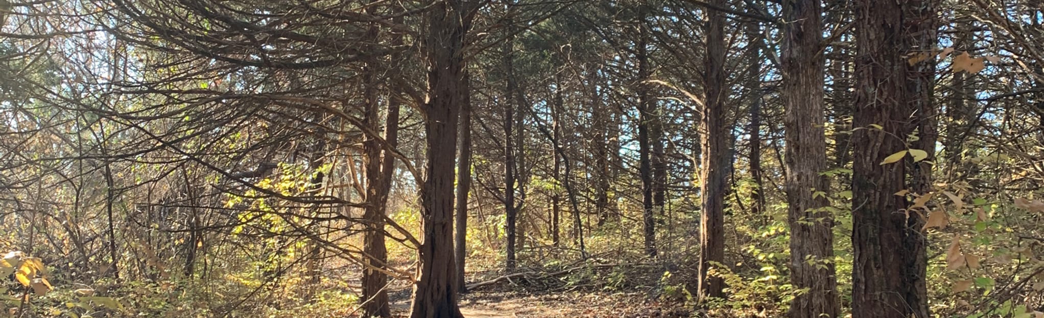 Will's & Dave's Maze: 56 Reviews, Map - Missouri | AllTrails