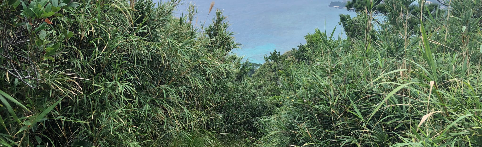 Okinawa Resident of Prefectural Forest Loop | Map, Guide - Okinawa ...