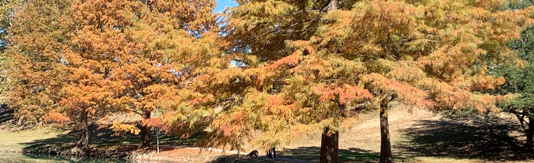 Uvalde Memorial Park Trail - Texas | AllTrails