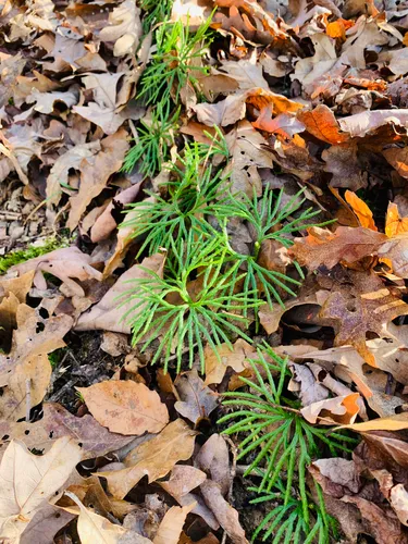 Best Hikes and Trails in Ravinia State Forest | AllTrails