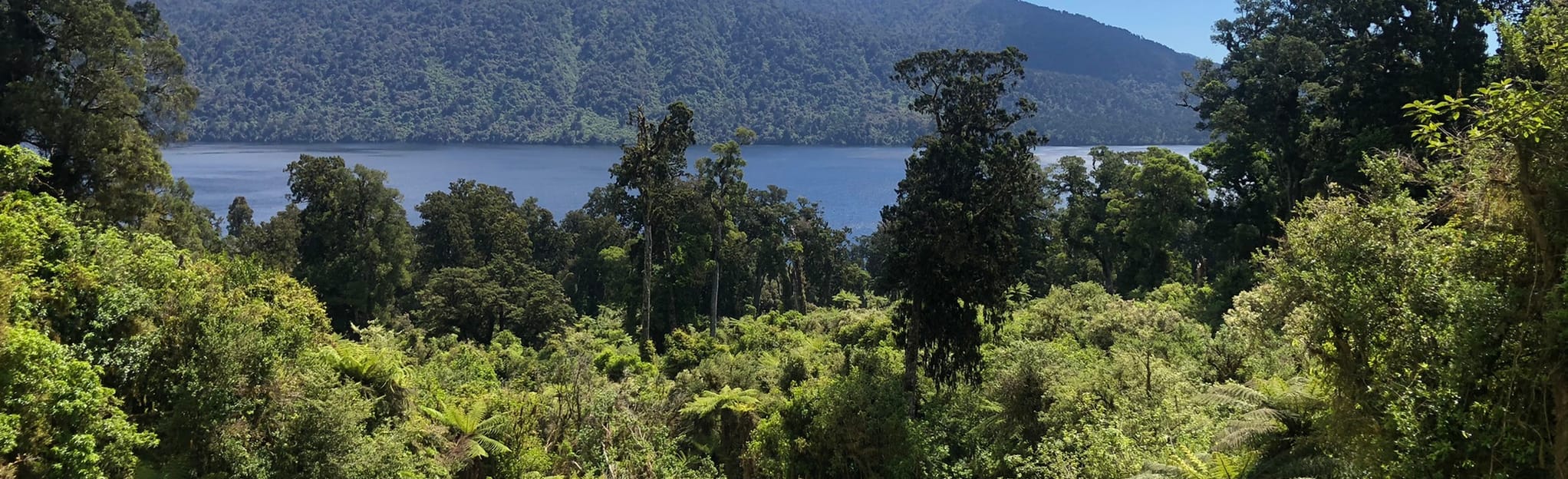 Mount Tuhua Track: 30 Reviews, Map - West Coast, New Zealand | AllTrails