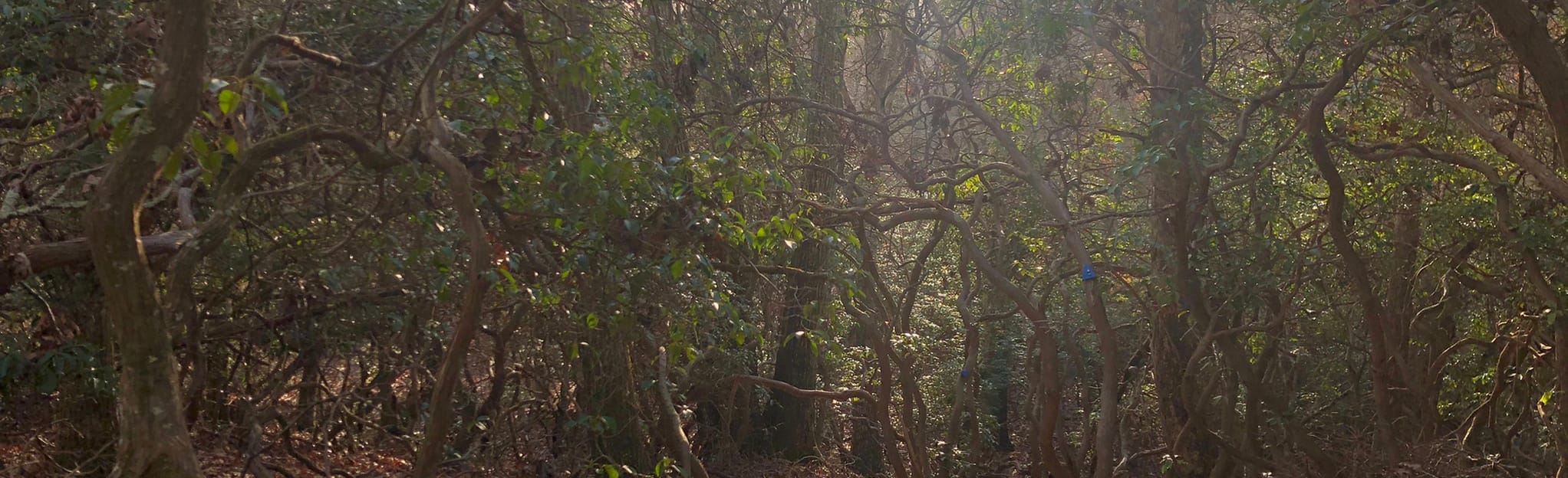 Big Brook Gorge Loop, Connecticut - 19 Reviews, Map | AllTrails