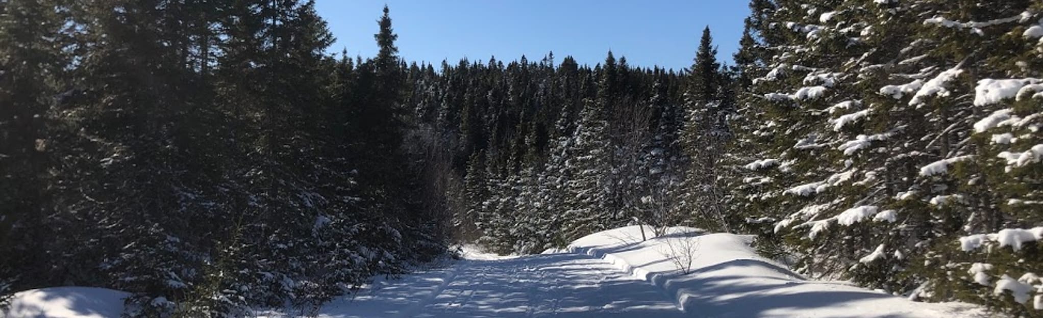 Gambo Snowshoe and XC Ski Trail: Green Loop: 4 Reviews, Map ...