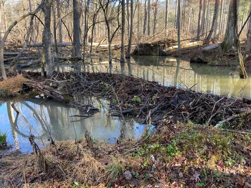 Best Easy Trails in Cohutta Wildlife Management Area | AllTrails