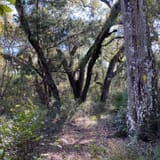 Richloam Wildlife Management Area, Florida - 61 Reviews, Map | AllTrails