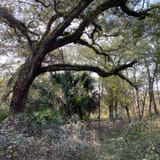 Richloam Wildlife Management Area, Florida - 61 Reviews, Map | AllTrails