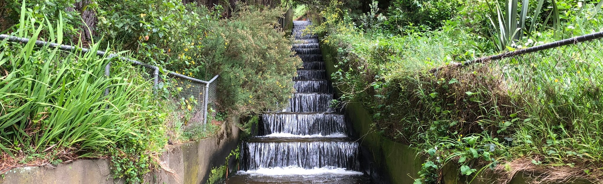 Bothamley Pathway, Wellington, New Zealand - 21 Reviews, Map | AllTrails