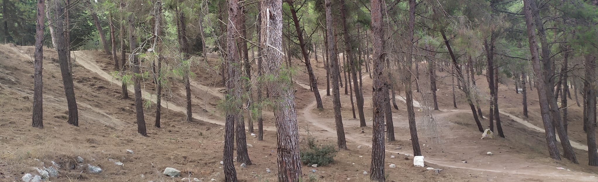 Misgav and Segev Forest Cycle Route: 9 Reviews, Map - Northern District ...