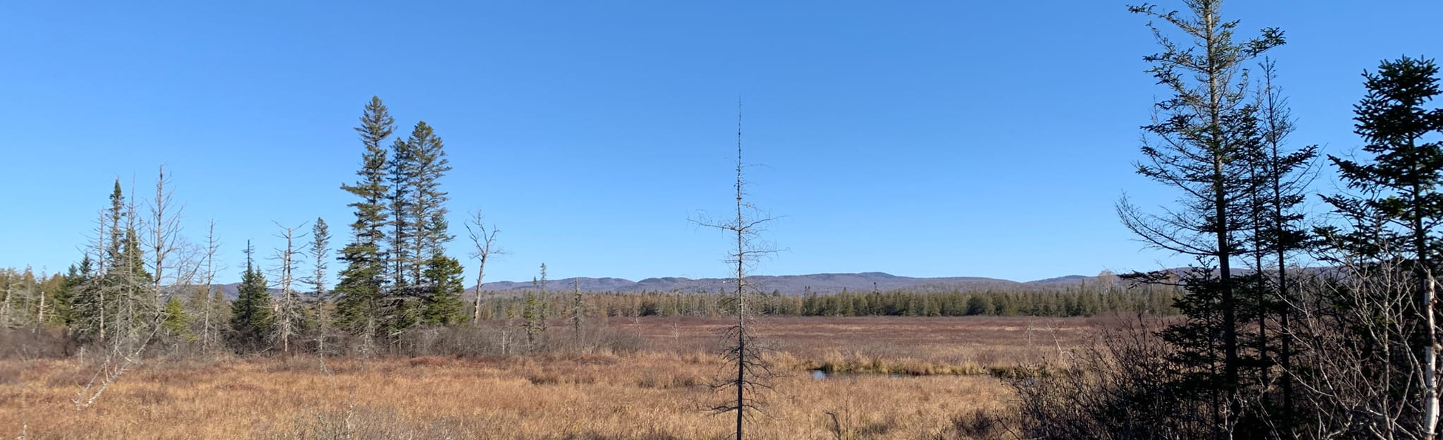Bog Pond Trail, Vermont - 19 Reviews, Map | AllTrails