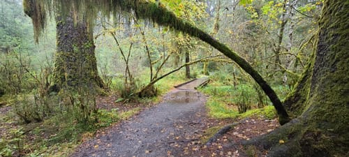 2023 Best 10 Trails and Hikes in Forks | AllTrails