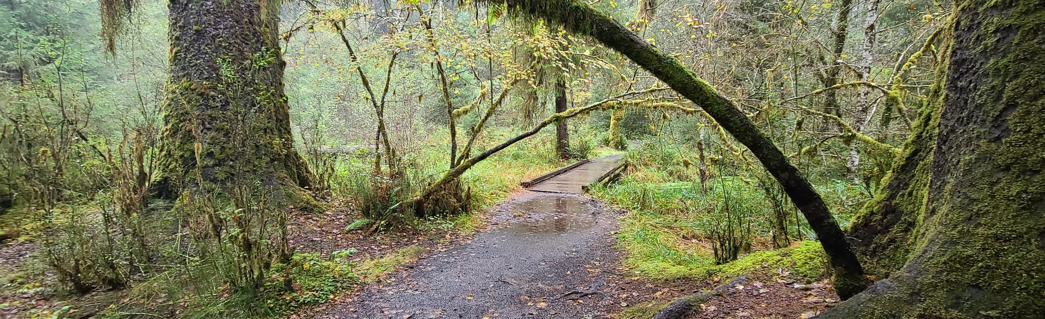 Mini Loop Trail: 132 Reviews, Map - Washington | AllTrails