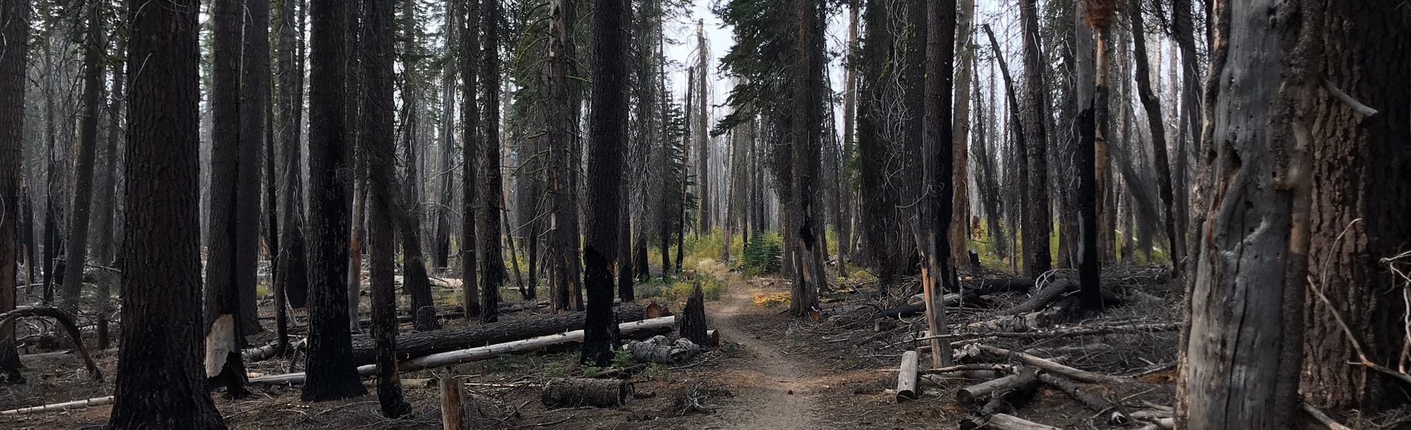 White Wolf to Aspen Valley Trail, California - 4 Reviews, Map | AllTrails