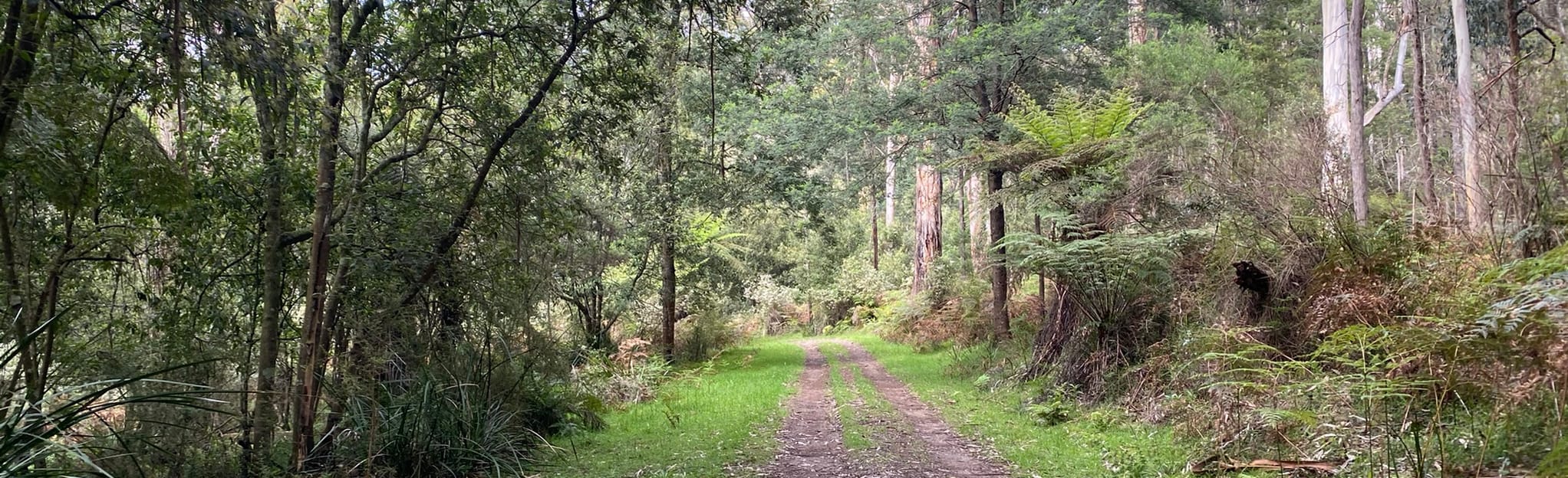Rifle Range Gully Loop: 26 Reviews, Map - Victoria, Australia | AllTrails