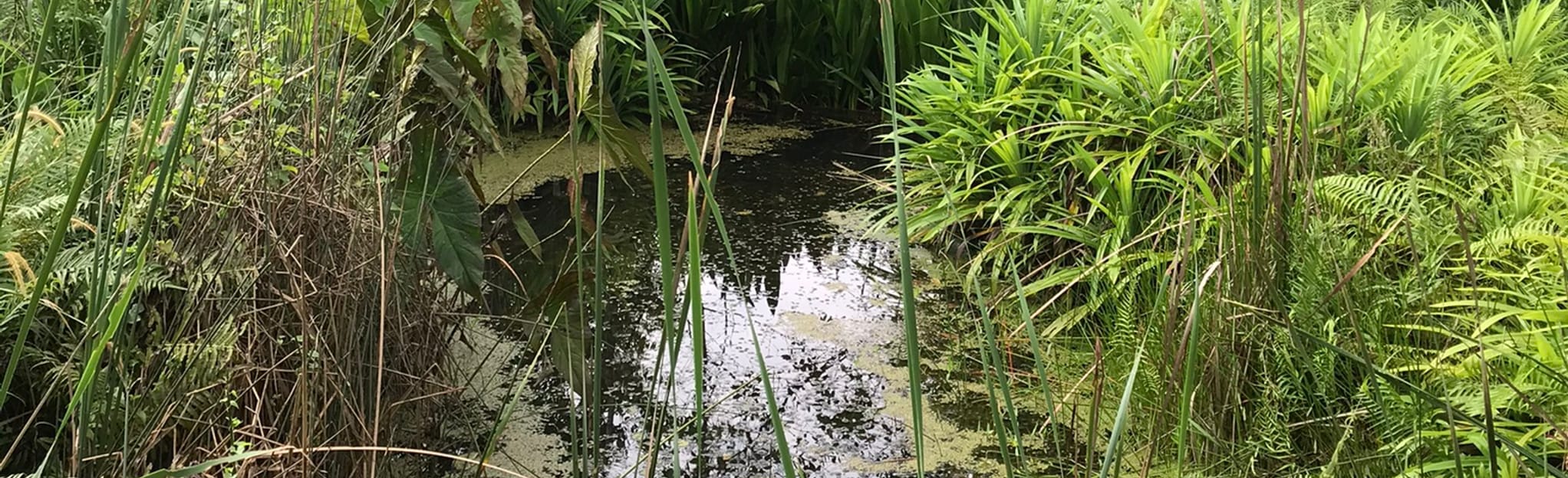 Kranji Marshes Loop, 28 Fotos - Región Central, Singapur | AllTrails
