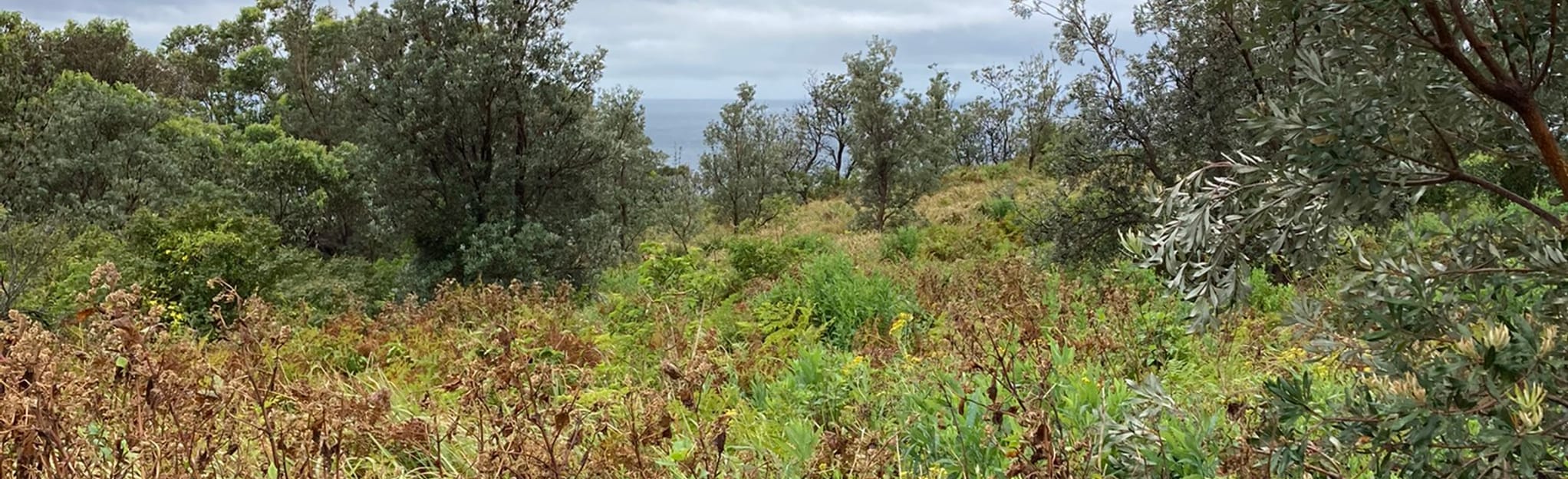 Wodi Wodi Track, 320 Fotos - New South Wales, Australia | AllTrails